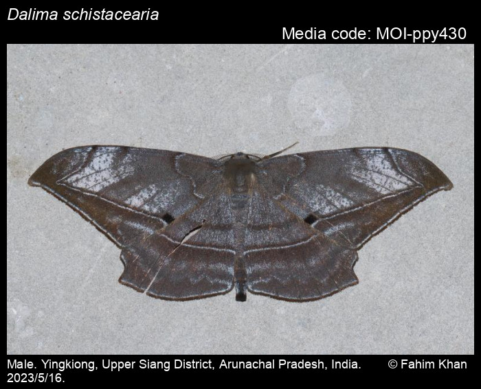 Dalima schistacearia Moore, [1868] - | Moths